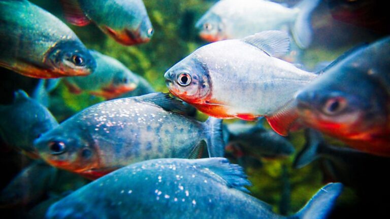 Cara Membuat Larutan Piranha (Piranha Solution = H2SO4 + H2O2)